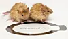 Scientists create 'woolly mouse' in genetic experiment