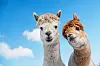 Meta's Llama 2 is not open source